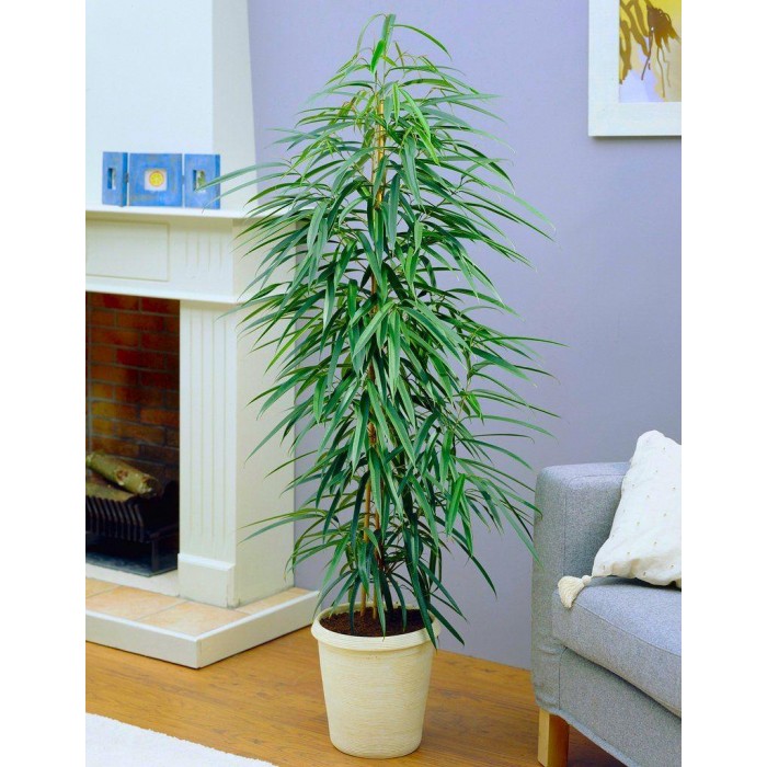 Ficus Alii - Large Indoor Ficus Houseplant - 135cm Specimen