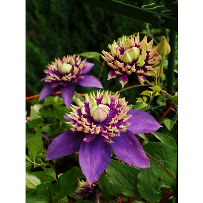 Clematis Taiga - Stunning Brand New & Exclusive Taiga Clematis - In ...