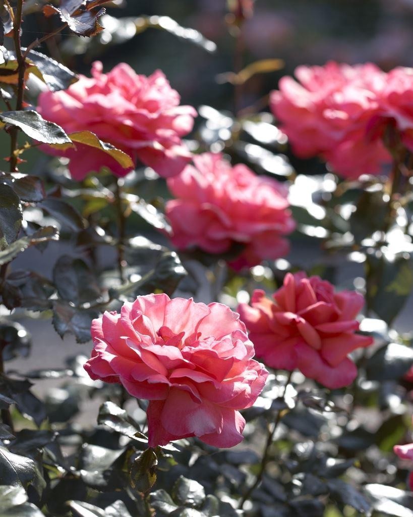 Rose Braveheart - Floribunda Hybrid Tea Bush Rose