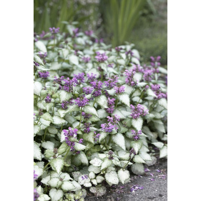Lamium maculatum 'Beacon Silver'