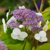 Hydrangea aspera Gold Rush - Golden Velvet Leaf Hydrangea