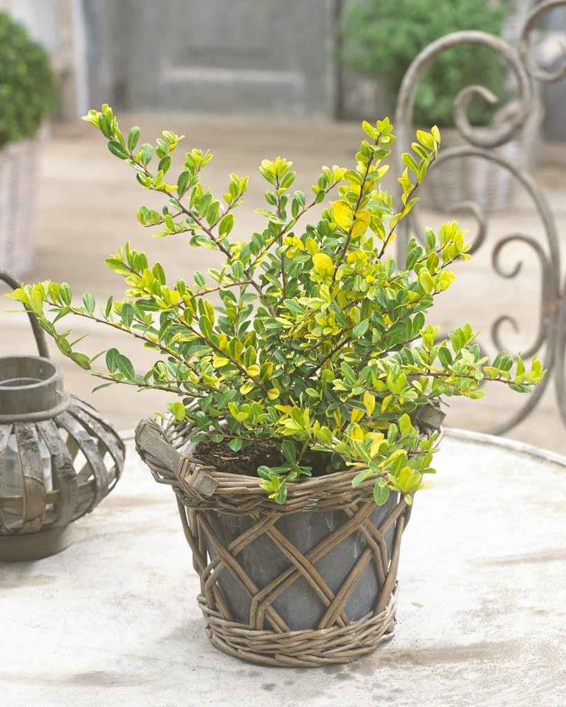 Ilex crenata Golden Gem