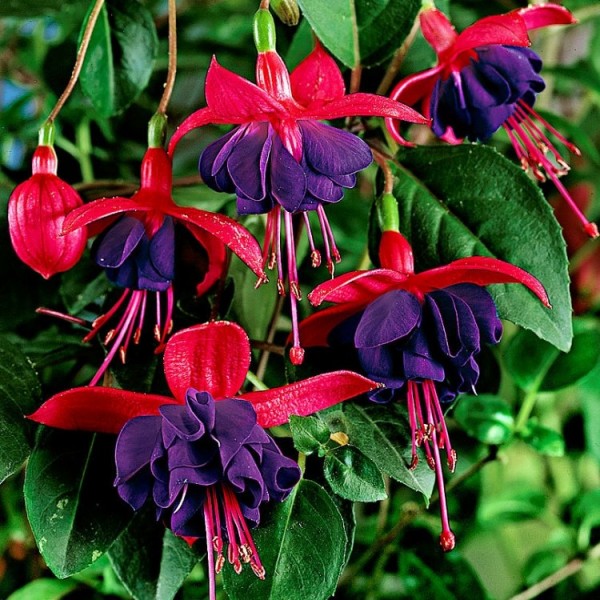 Fuchsia shrubs for sale UK | Fuchsia plants UK delivery