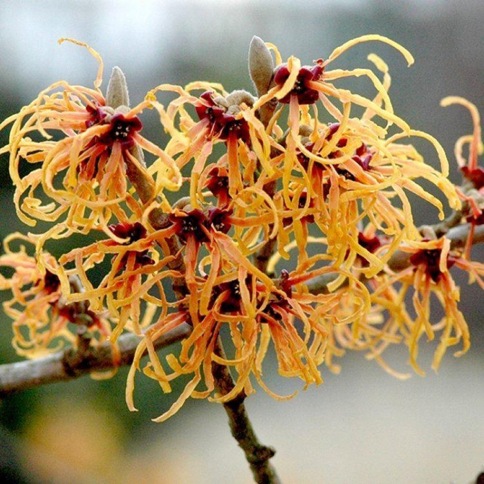 Hamamelis x intermedia Orange Beauty - Witch Hazel
