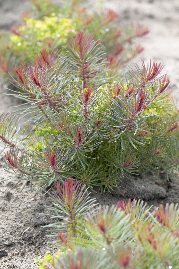 Euphorbia cyparissias 'Fens Ruby'