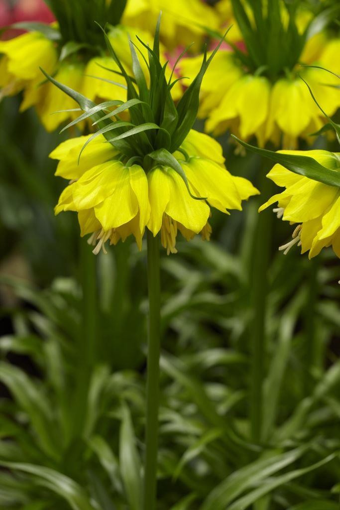 Fritillaria imperialis lutea - Golden Crown Imperial Fritillary