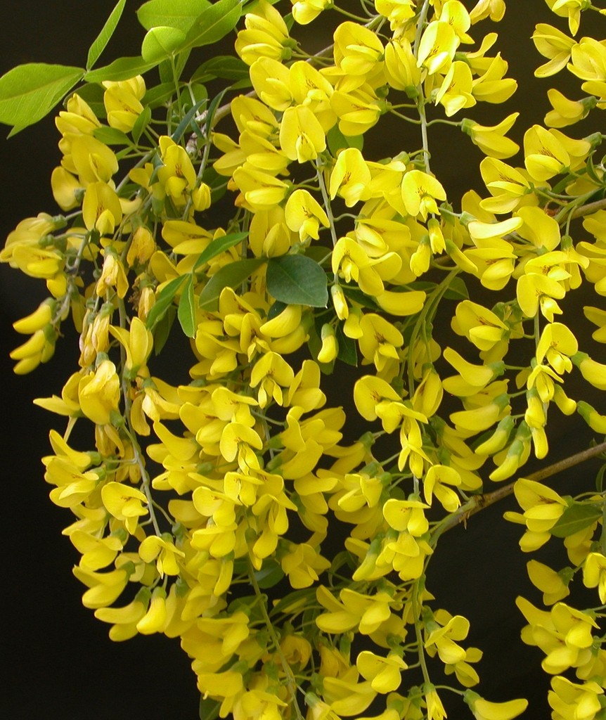 Laburnum anagyroides Fastigiata - 100-120cm Tree