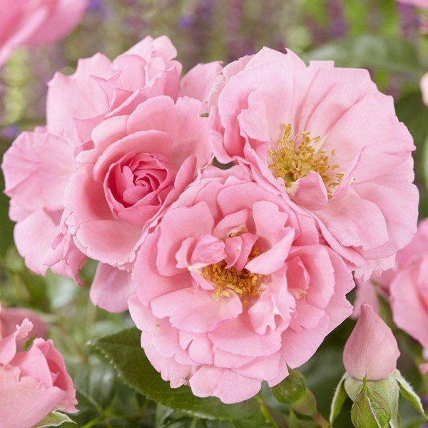 Climbing Roses for Sale UK | Gardening Express