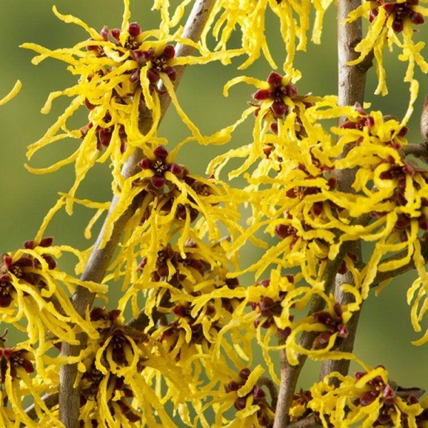Hamamelis & Loropetalum -Witch Hazel