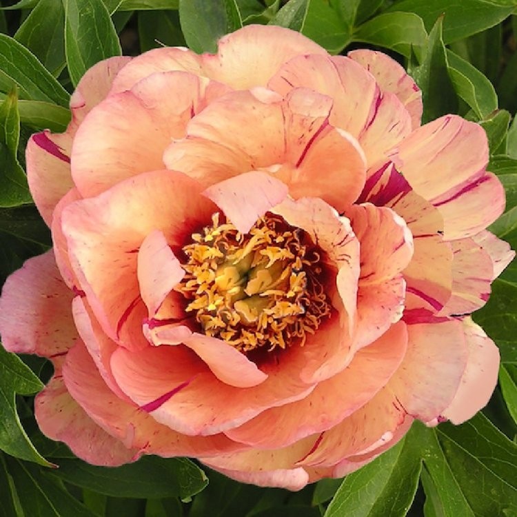 Peony itoh 'Callies Memory' - Paeonia itoh