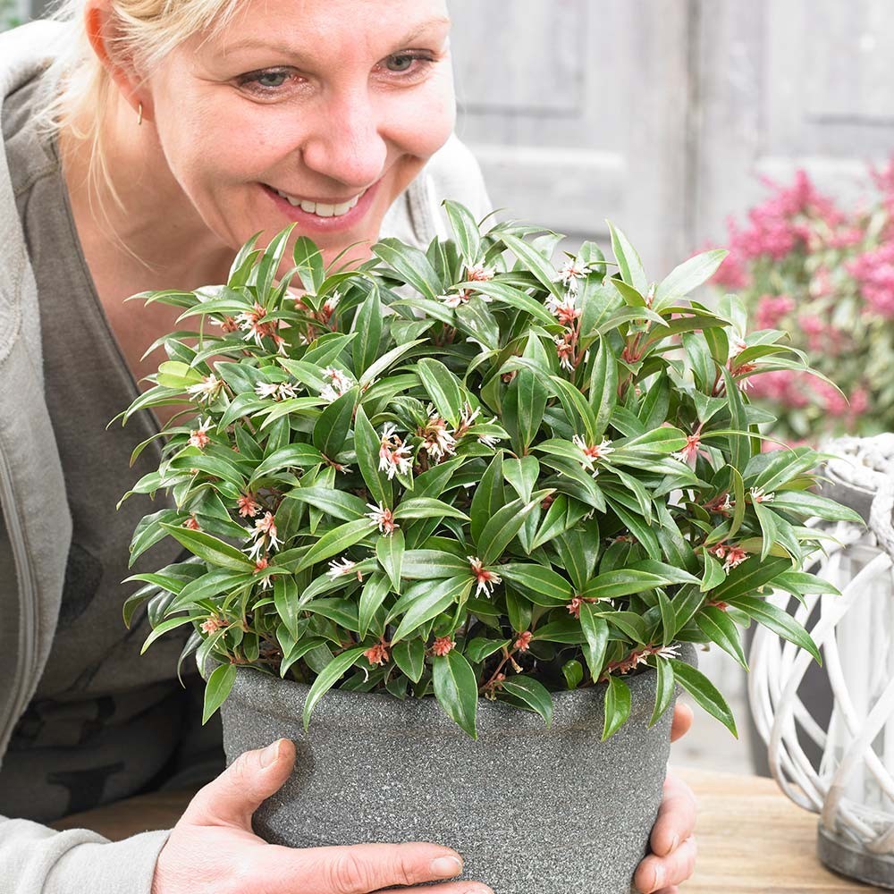 Sarcococca hookeriana Winter Gem - Fragrant Sweet Box - LARGE