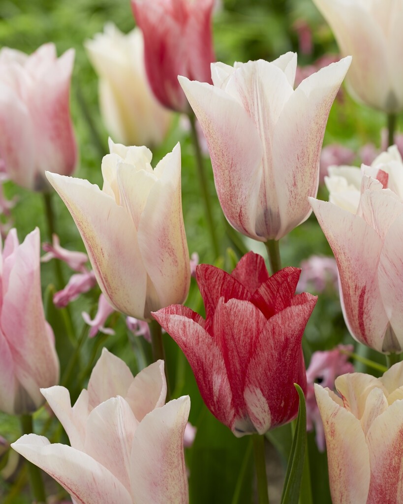 Tulip Karate - Colour Changing Tulip - Pack of 10