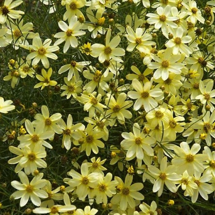 Coreopsis Moonbeam - Tickseed