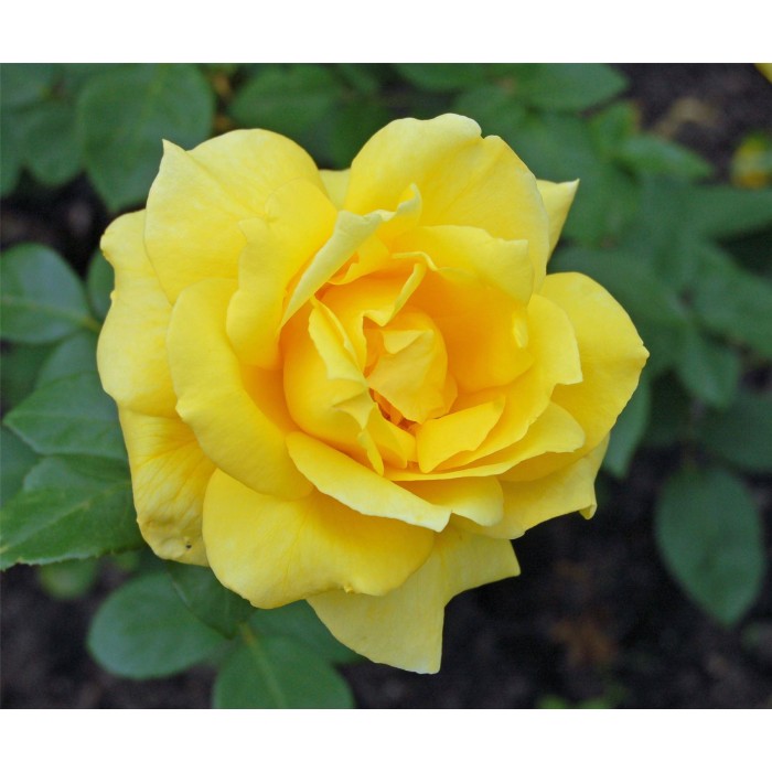 Rose Sunblest - Hybrid Tea Shrub Rose