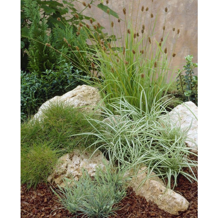 Gorgeous Grasses Collection - FIVE Different Ornamental Grasses