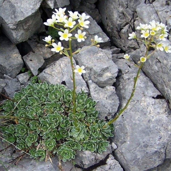 Saxifraga paniculata Aizoon