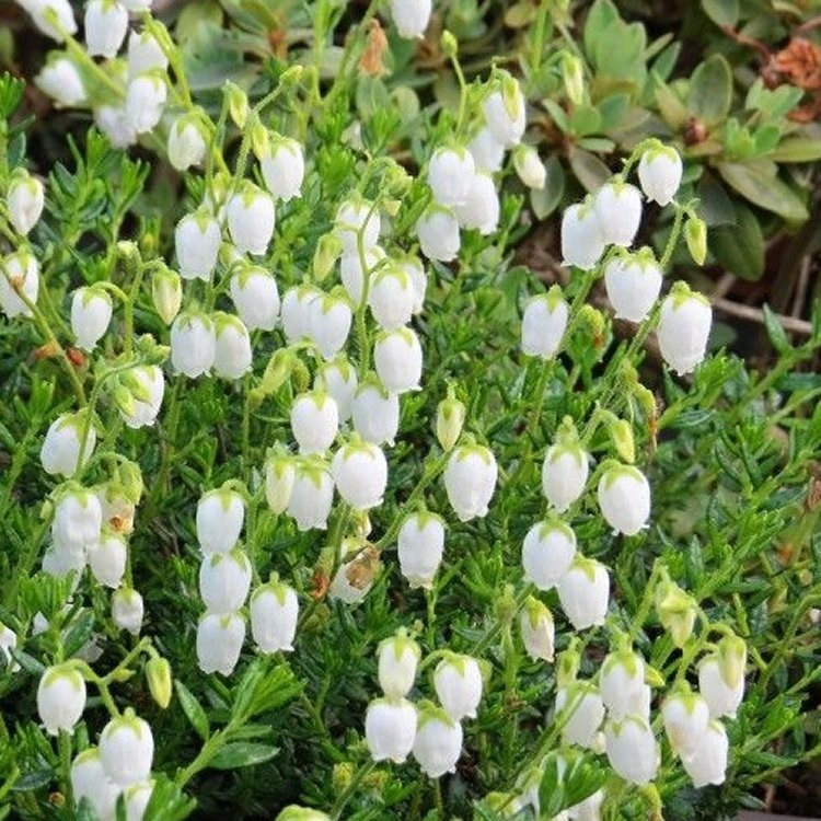 Daboecia cantabrica - Irish Princess Heather - Pack of THREE Gorgeous ...