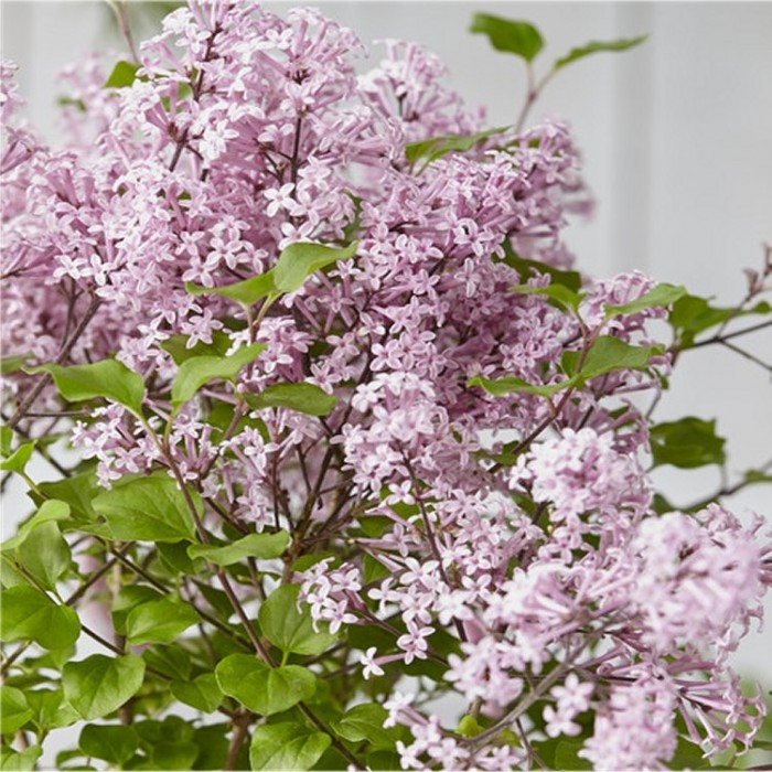 Dwarf Hungarian Lilac - Syringa josikaea Shrub
