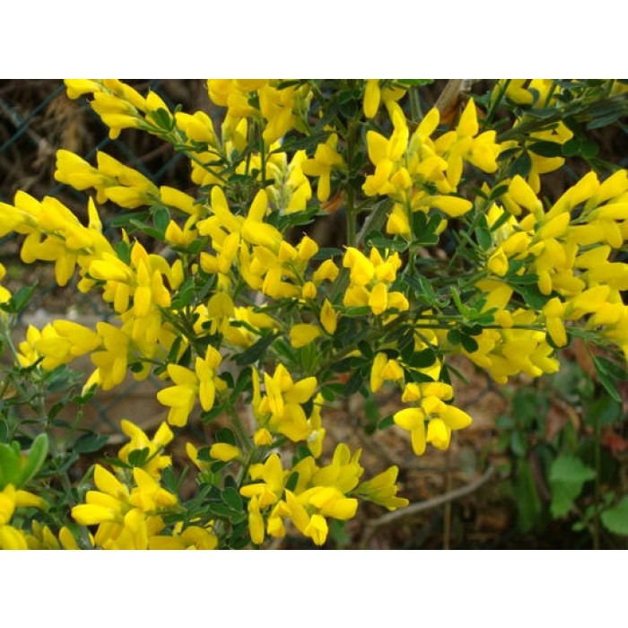 Bargain Hardy Flowering Shrub Collection - Selection of FIVE Garden Shrubs