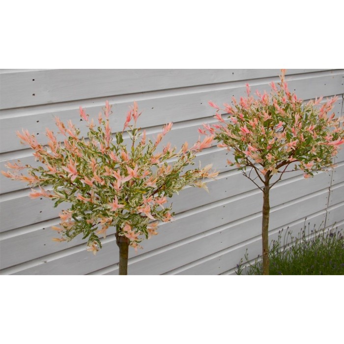 Pair of Standard Topiary Trees 'Salix Flamingo' with Large Flared ...