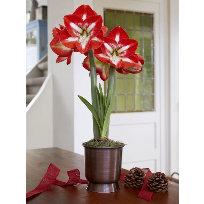 Giant Flowered Amaryllis Hippeastrum Multi-flowering STARGAZER RED & WHITE
