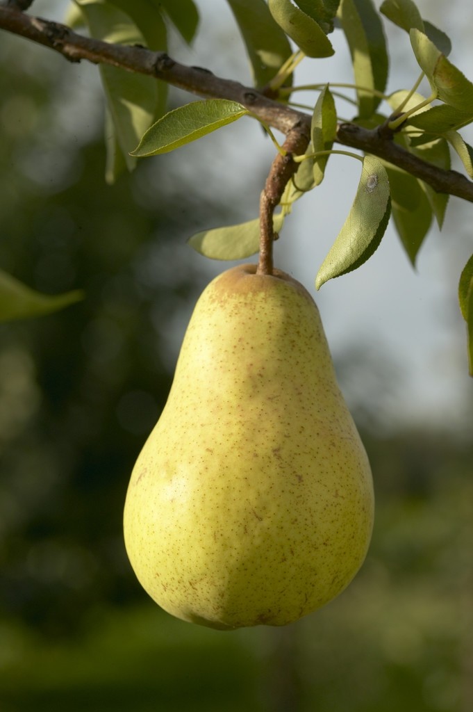 Pear Tree - Duo Pear - Conference and Williams - Large Established ...