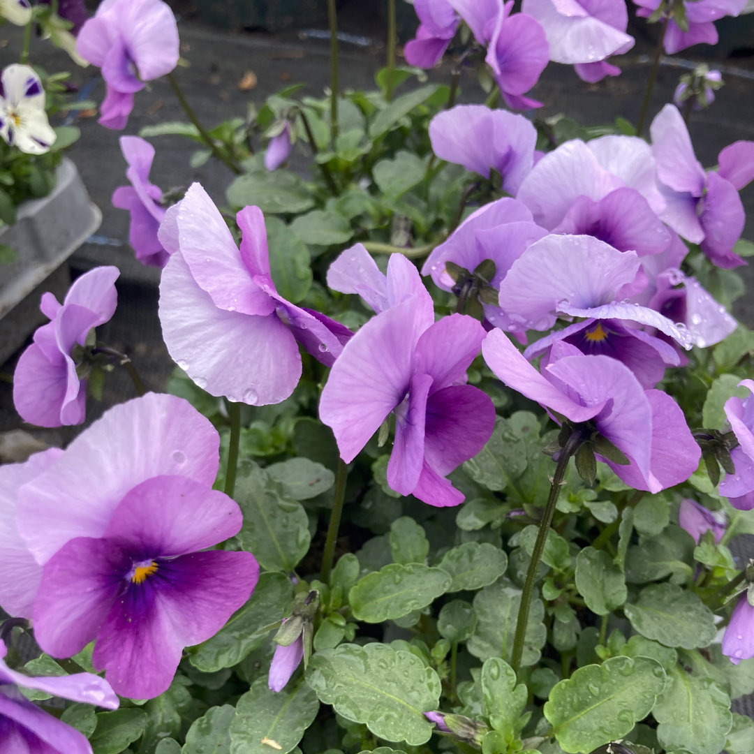 Viola Pink Blush - Pack of SIX Plants