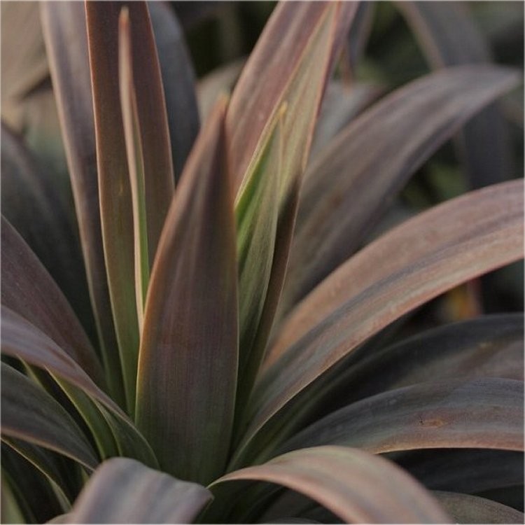 Yucca aloifolia 'Purpurea' - Spanish Dagger