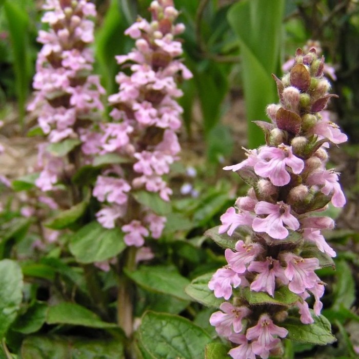 Ajuga reptans rosea