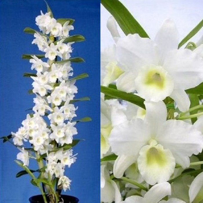 Noble White Towering Dendrobium Orchid - Premium Quality