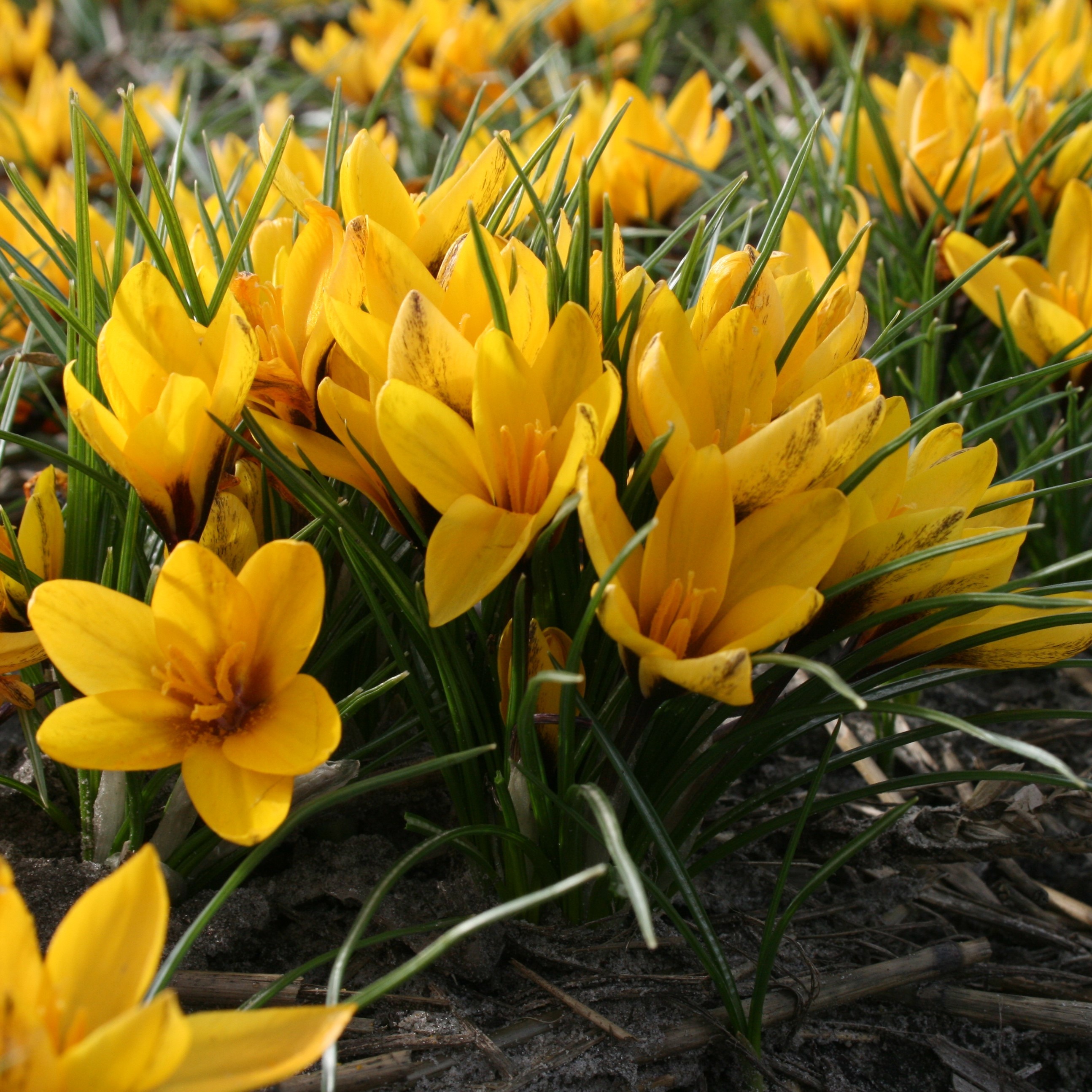 Crocus korolkowii - Golden Yellow Species Crocus - Pack of 12