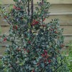 Ilex meserveae Blue Angel - Holly
