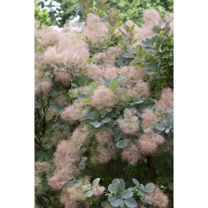 Cotinus coggygria Grace - Smoke Bush - Large Specimen