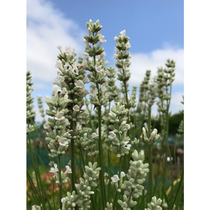 Lavandula angustifolia Alba - Arctic Snow - Hardy White Edelweiss ...