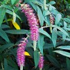 Rostrinucula dependens Happy Cascade - Purple Plume Weeping Buddleia ...