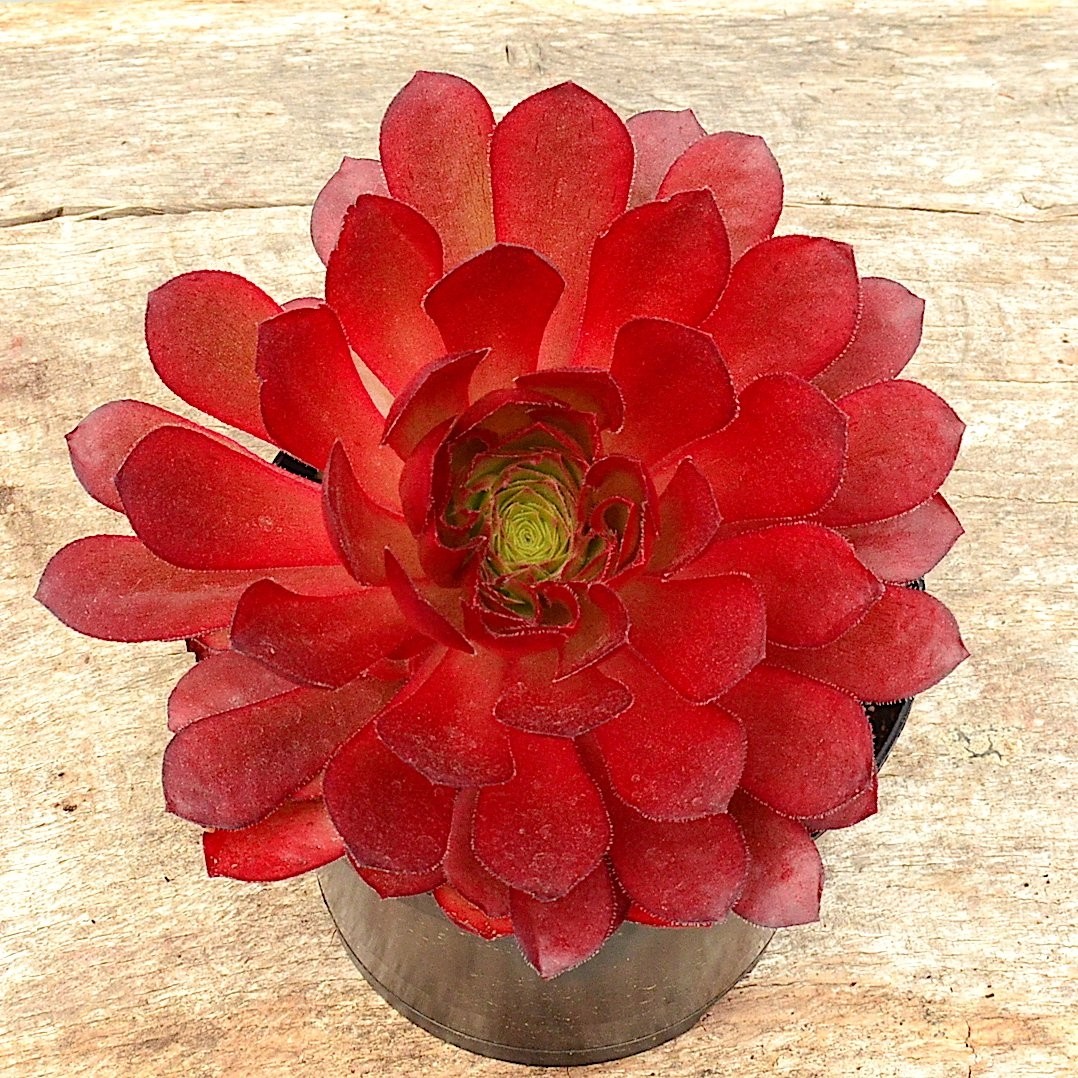 Semponium 'Sienna' - Surreal Succulents