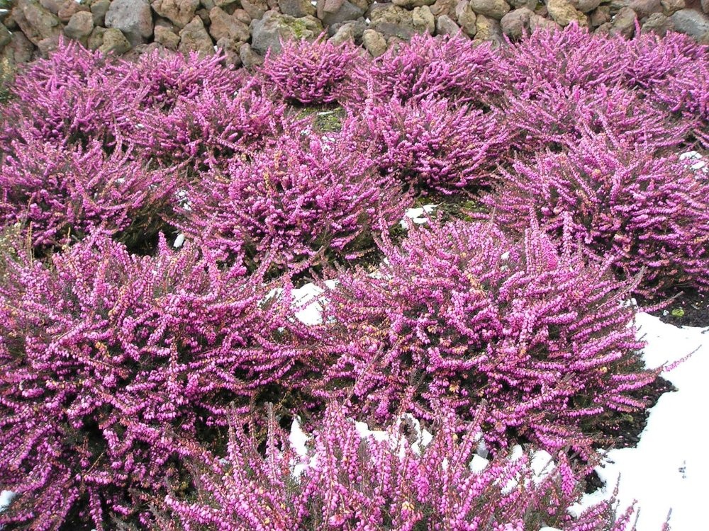 Erica 'Kramer's Red' - Deep Pink-Red Winter Flowering Heather