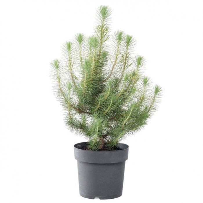 Christmas Tree - Pinus pinea Silver Crest - Stone Pine