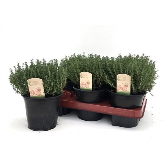 Herb - Thymus vulgaris 'Faustini' - Thyme