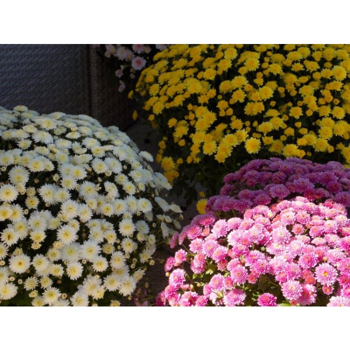 Colourful GIANT Garden Mum Balls - Chrysanthemums - Assorted Colours ...