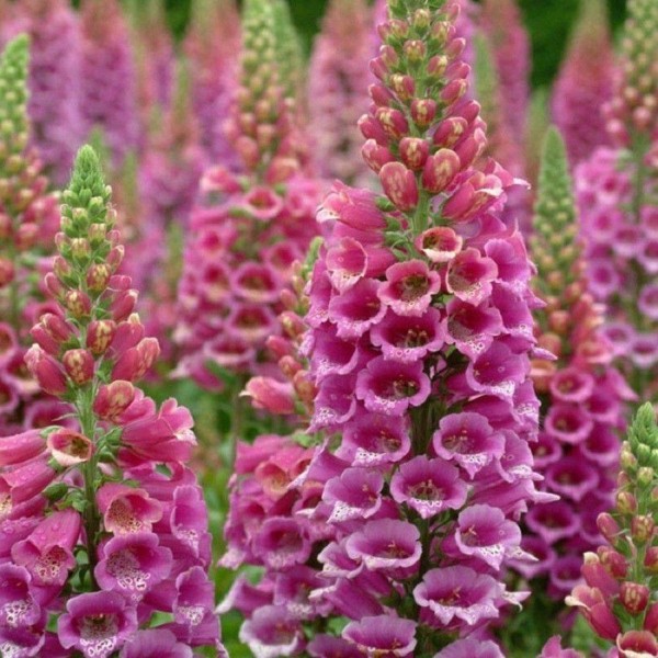 Digitalis Plants for Sale | Buy Foxgloves UK