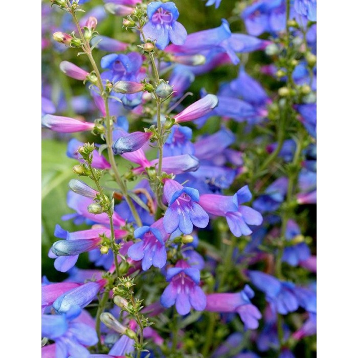 Penstemon heterophyllus Heavenly Blue Springs - Electric Blue Rock ...