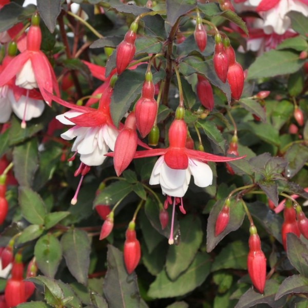 Fuchsia shrubs for sale UK | Fuchsia plants UK delivery