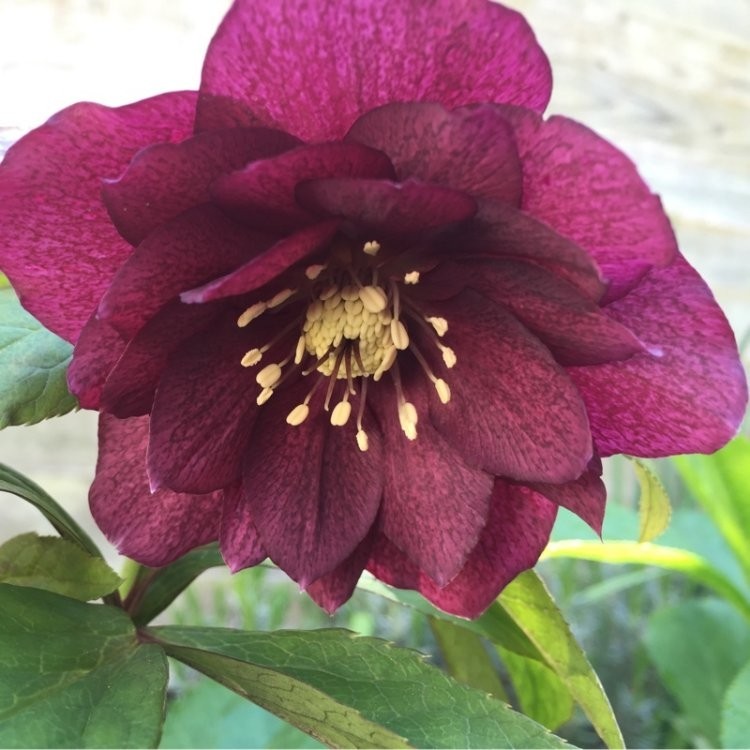 Helleborus x hybridus 'Double Ellen Red' - Oriental Hellebore