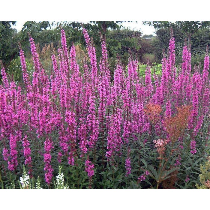 Lythrum virgatum 'Dropmore Purple'