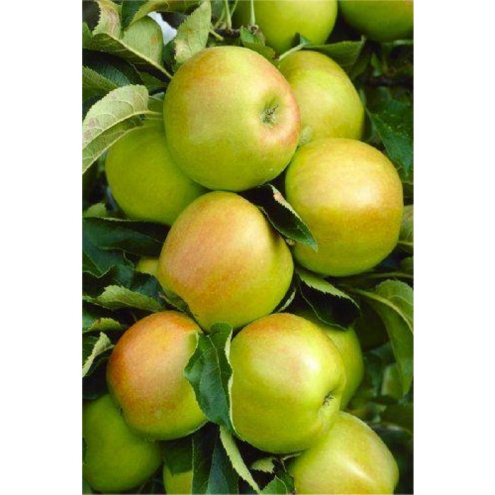 APPLE TREE - Multi-Variety Fruit Tree - APPLE - 5 varieties on one Tree!