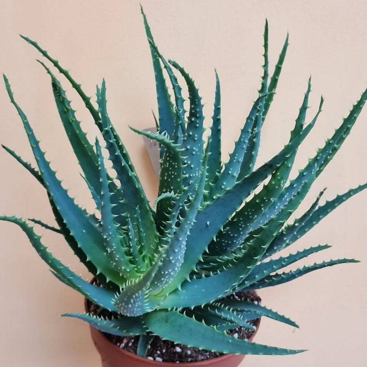 Aloe arborescens - Candelabra Torch Aloe