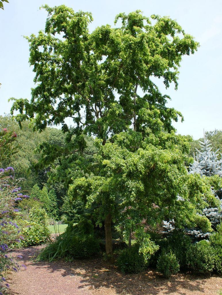 Robinia Lace Lady - Twisty Baby False Acacia