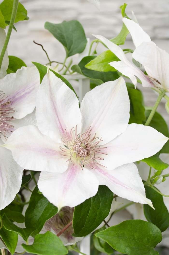Clematis Corrine - Summer Flowering Clematis