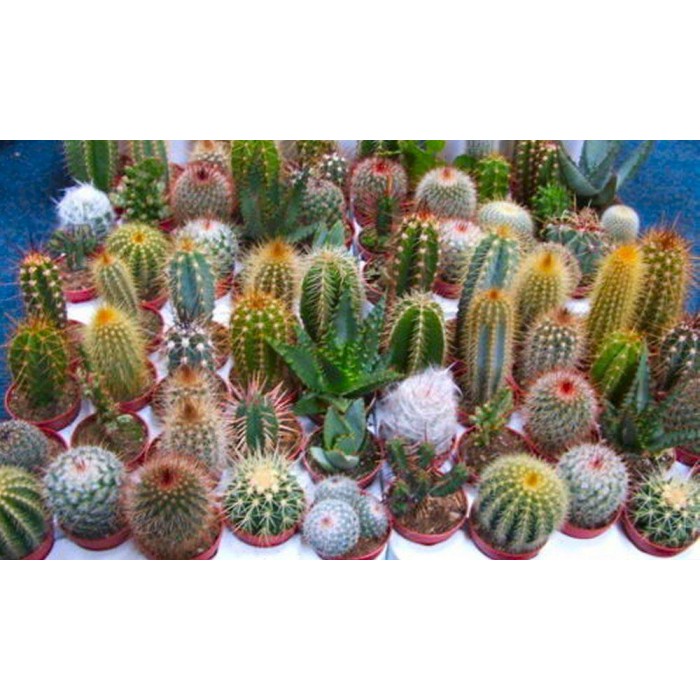 Pack of THREE Cactus Plants in Assorted Cacti varieties